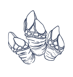 Mariscos: Percebes - 500g